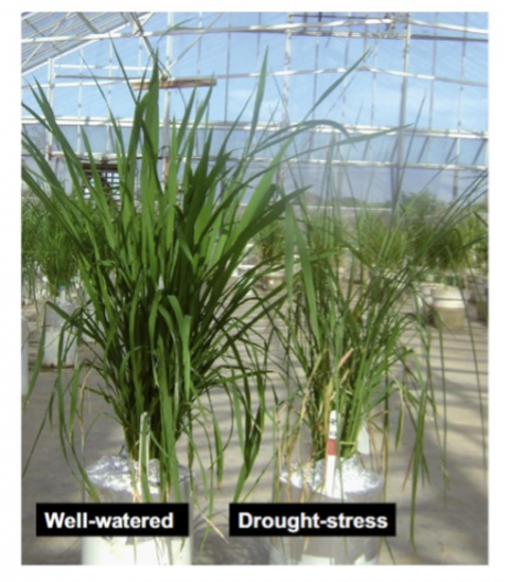 Understanding Drought Impact on Crop Yield