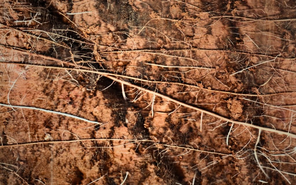 Understanding Fine Root Dynamics: Insights and Methodologies