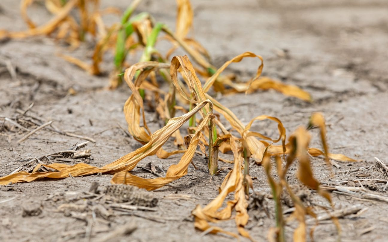 Understanding Drought Resistance Strategies