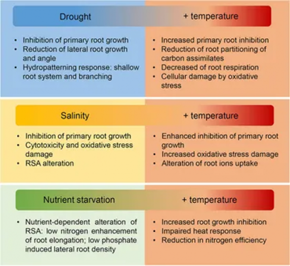 Understanding the Impact of High Temperatures on Crop Roots