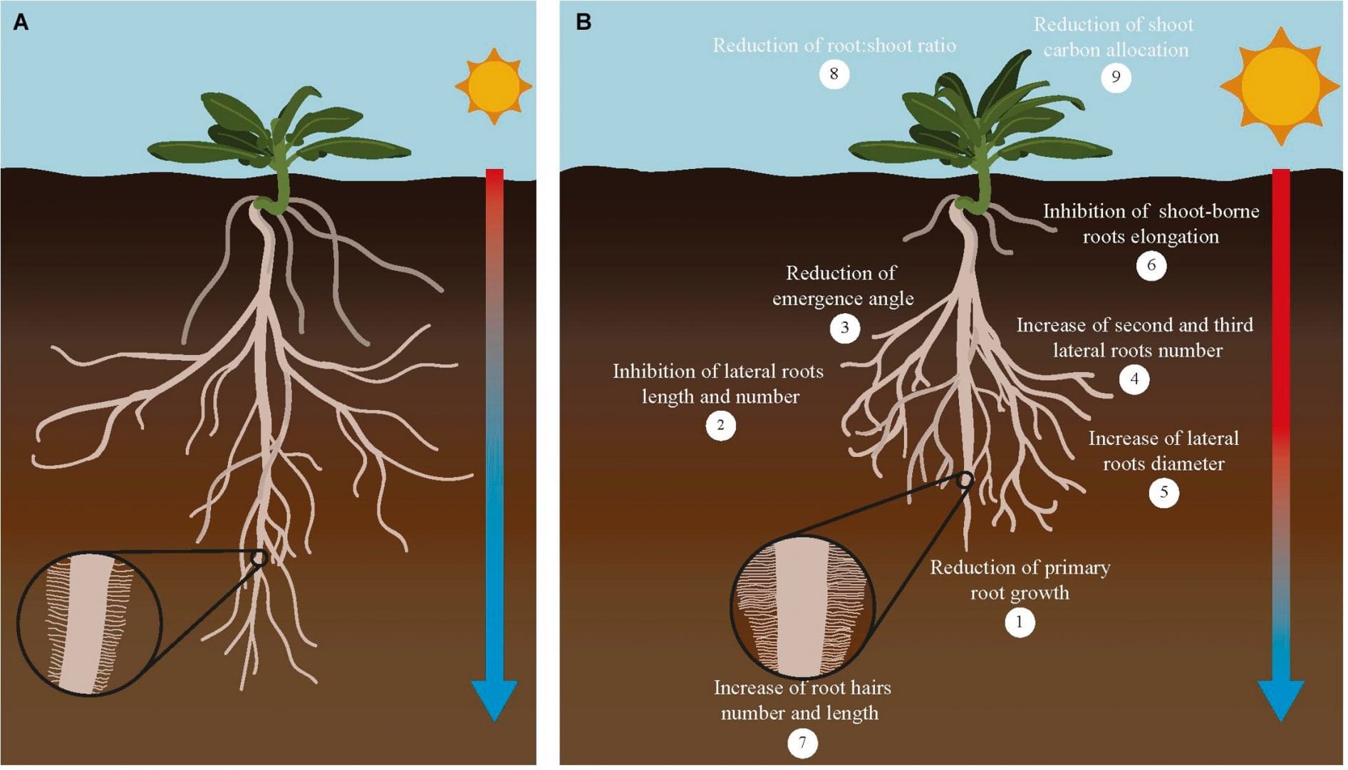 Understanding the Impact of High Temperatures on Crop Roots