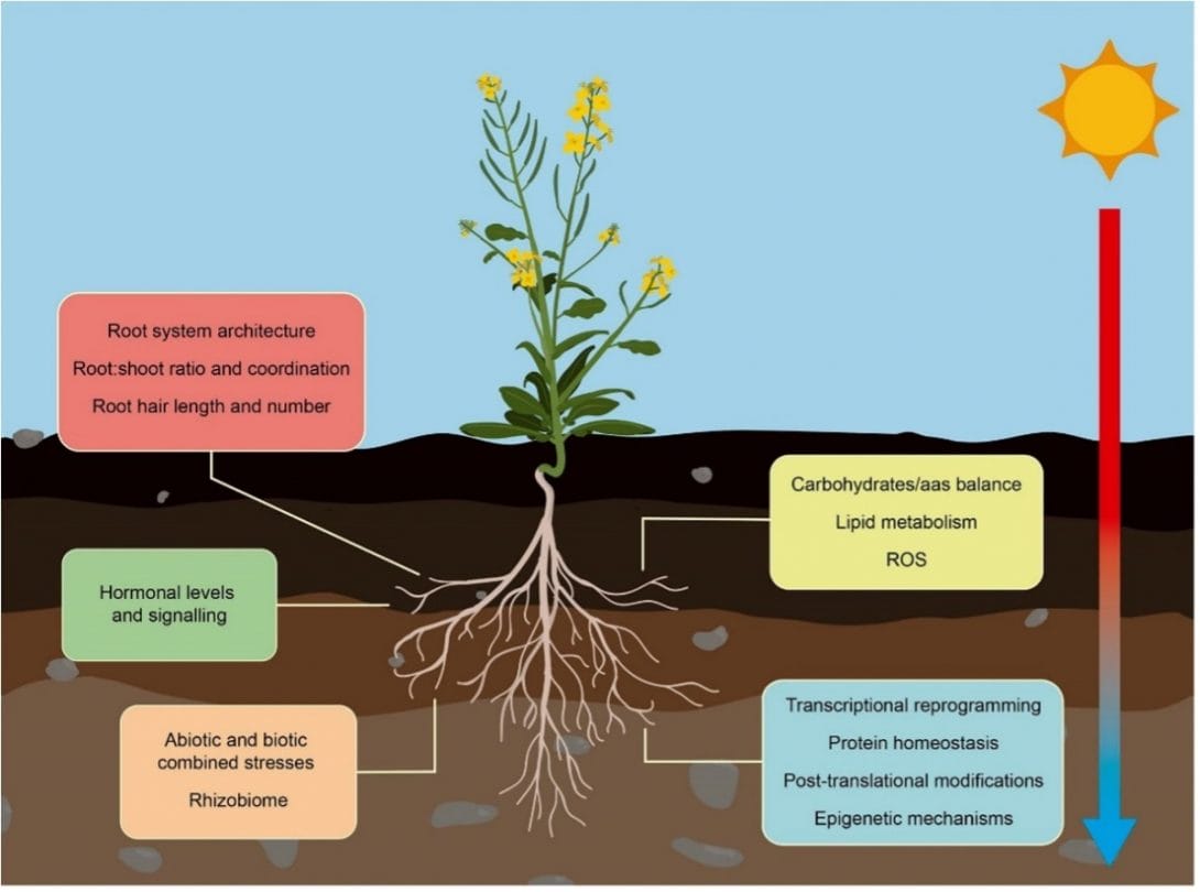 Understanding the Impact of High Temperatures on Crop Roots