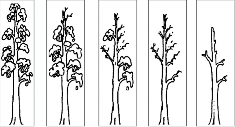 What is Senescence in Trees and Why Is It Important? - CID Bio-Science