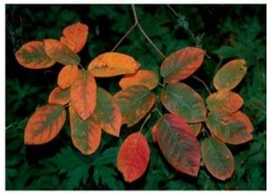 What is Senescence in Trees and Why Is It Important? - CID Bio-Science