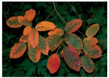 What is Senescence in Trees and Why Is It Important? - CID Bio-Science