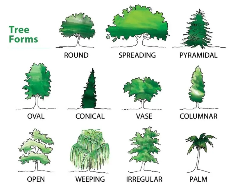 Tree Canopy Installation Heat: How To Expand Your City's Tree Canopy