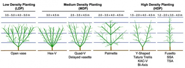 Canopy Design in Orchards: Improving Fruit Quality and Yield