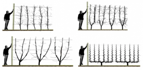 Canopy Design in Orchards: Improving Fruit Quality and Yield