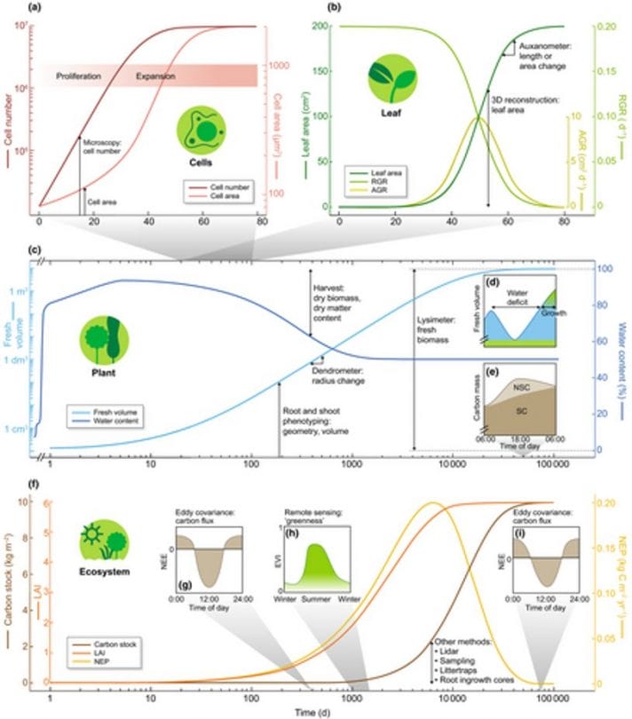 Why Forest Protection Is Crucial for Our Future