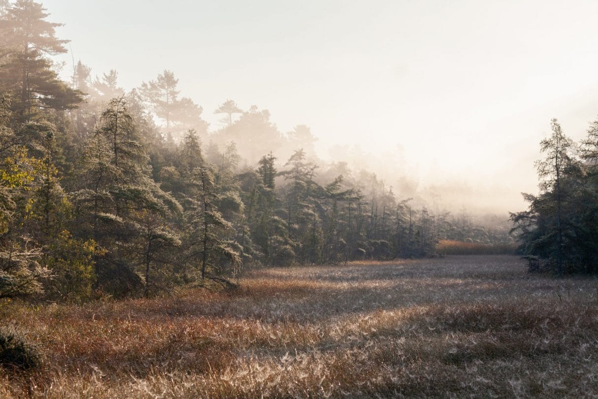 Exploring the Boreal Forest: How The Ridges Sanctuary Uses the CI-110 ...