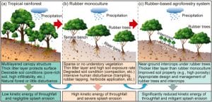 How Effective is Plant Cover for Soil Erosion Control?