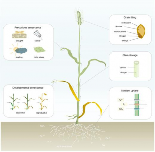 How Does the Role of Senescence Affect Crop Productivity?