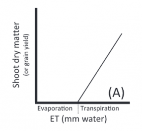 How Improving Transpiration Efficiency in Crops Boosts Yield