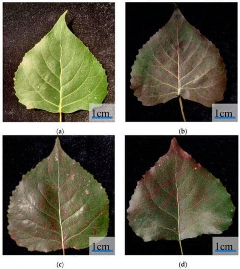 How Leaf Spectroscopy in Agriculture Optimizes Precision Farming