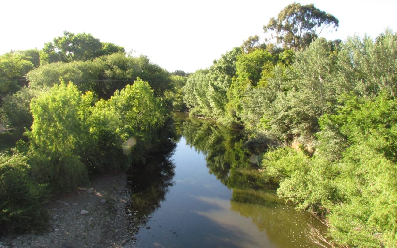 How Do Riparian Plant Adaptations Help Them Survive?