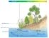 Why is Riparian Canopy Cover important for Water Quality and Wildlife