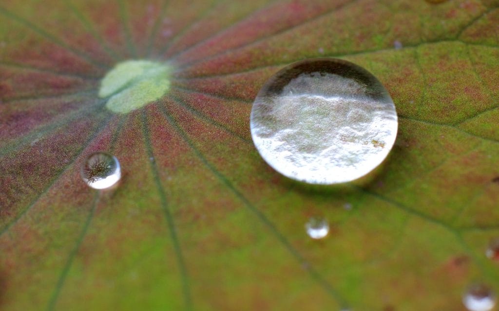 What Is Transpiration Efficiency and Why Does It Matter?