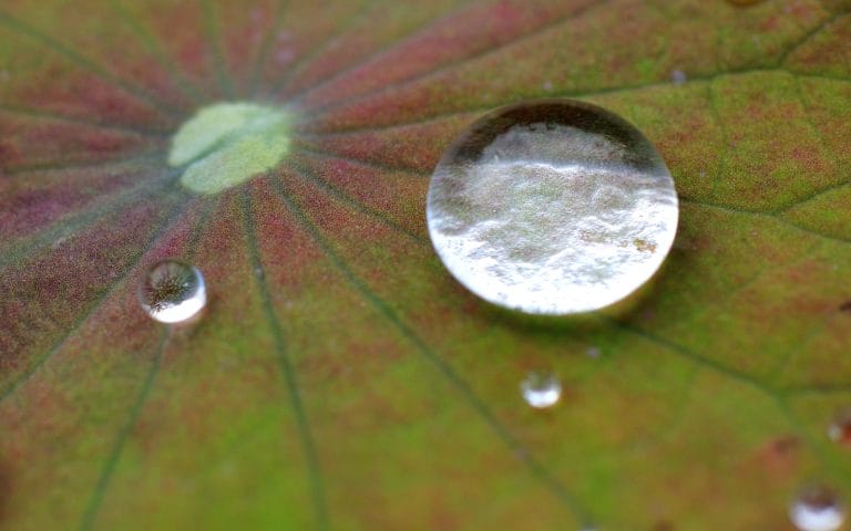 What Is Transpiration Efficiency and Why Does It Matter?