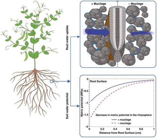 What Are the Key Root Traits to Improve Transpiration Efficiency?