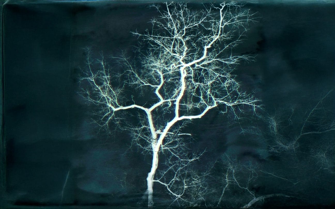 What is Root Architecture?