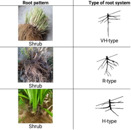 What is Root Architecture?