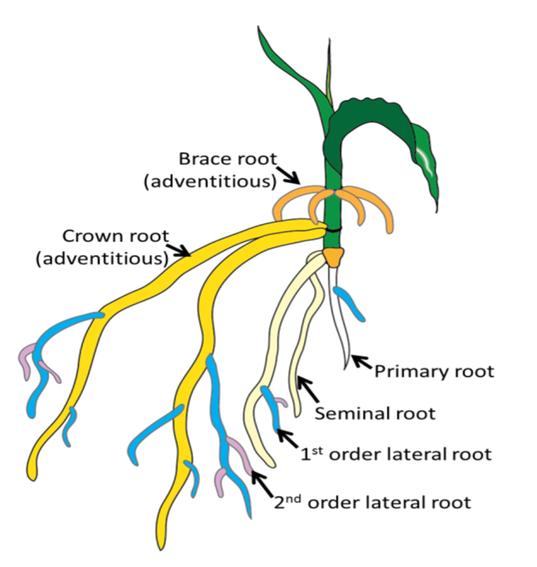What Is Root System Architecture and Why Is It Vital for Growth?