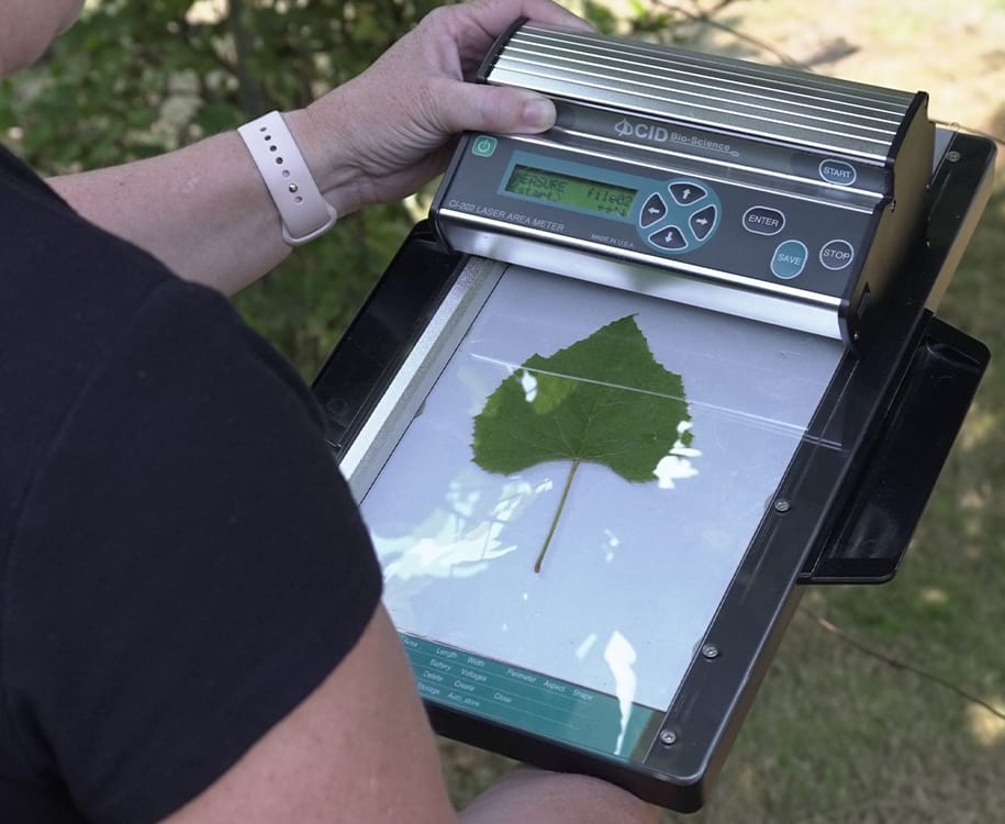 Measuring Leaf Area Index in Greenhouse Tomatoes with the CI‑202 - CID ...